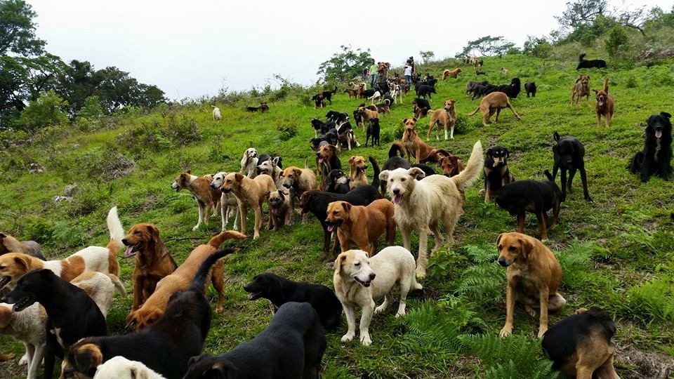 “Territorio de Zaguates” | Q COSTA RICA