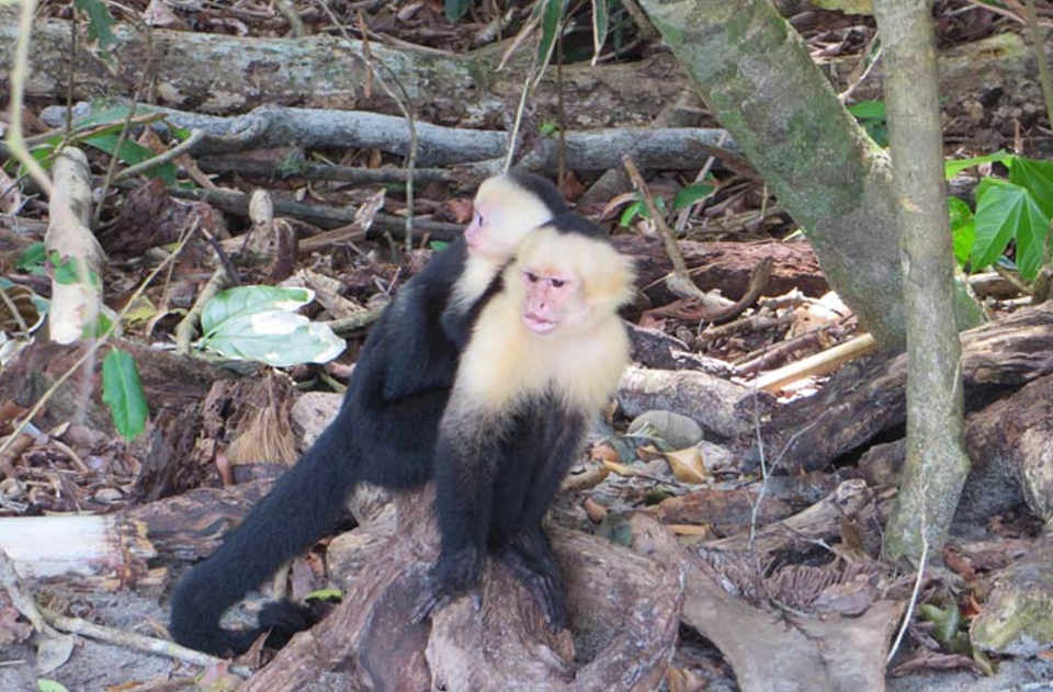 monos-playa-manuel-antonio | Q COSTA RICA