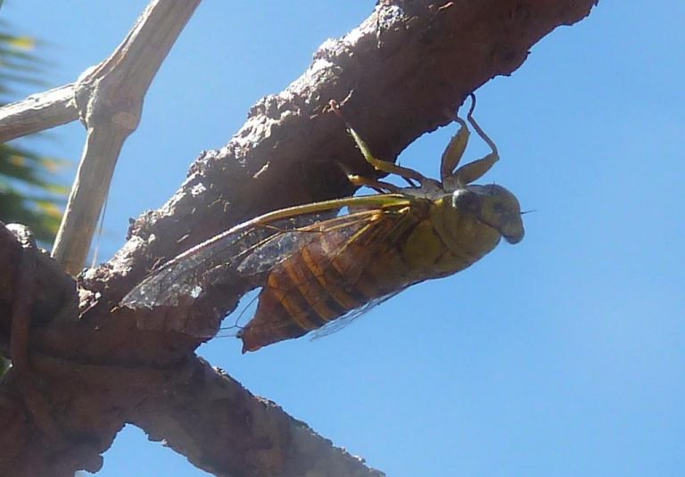 Chicharras | Q COSTA RICA